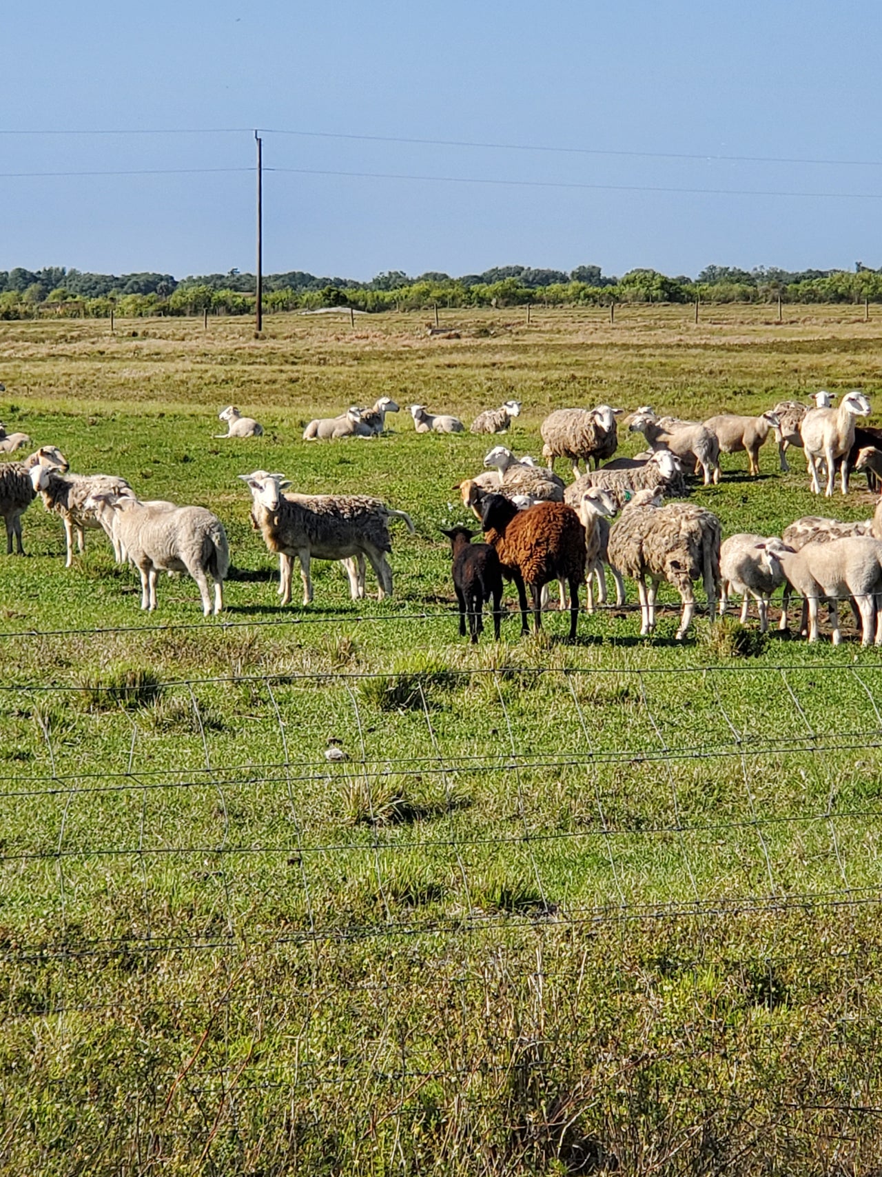 Meats & Eggs | Circle C Farm