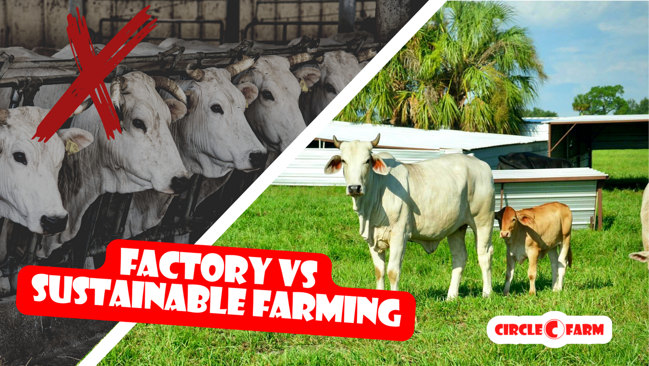 The environmental impact of factory farming compared to small-scale, s ...