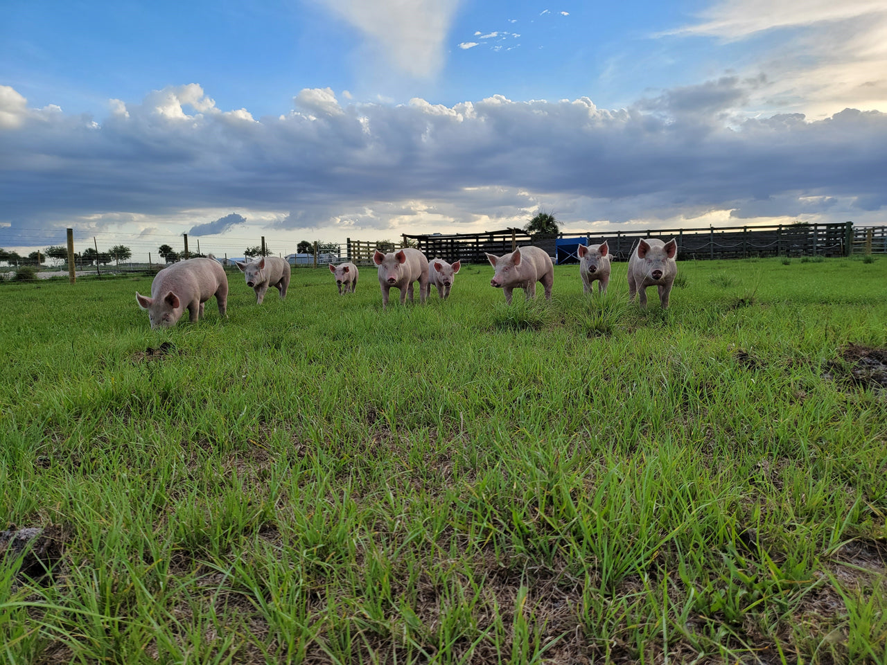 AgriCamping at Circle C Farm