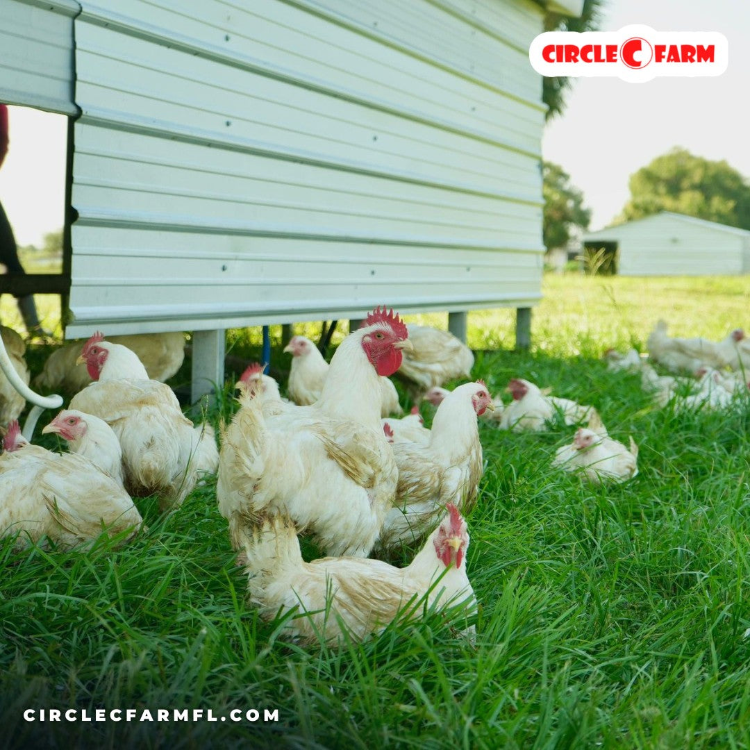 Farm Store Info | Grass Fed & Finished | Circle C Farm