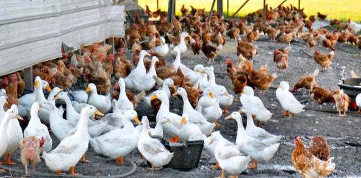 Farm Store Info | Grass Fed & Finished | Circle C Farm